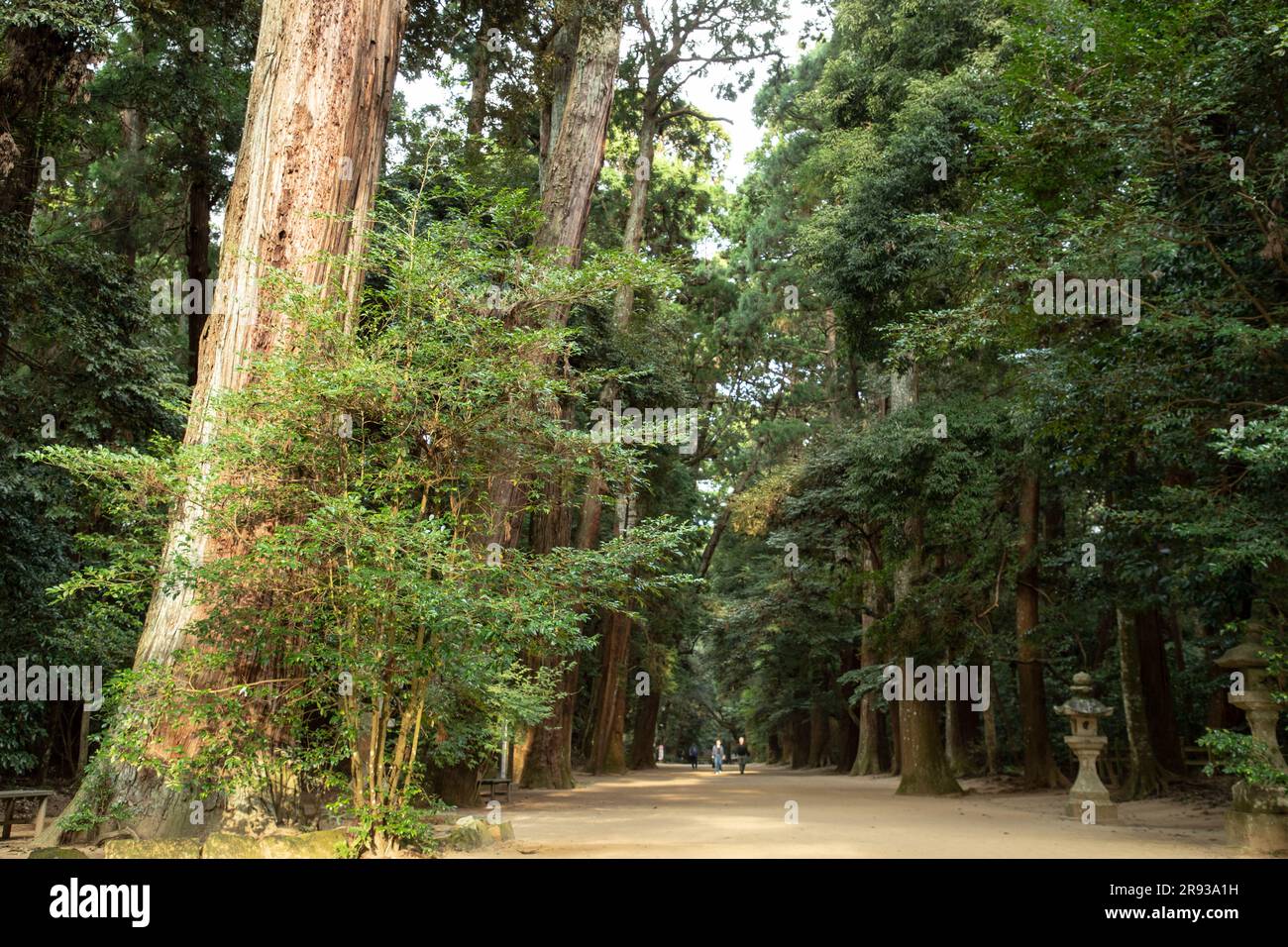 Kashima Jingu Shrine Stock Photo - Alamy