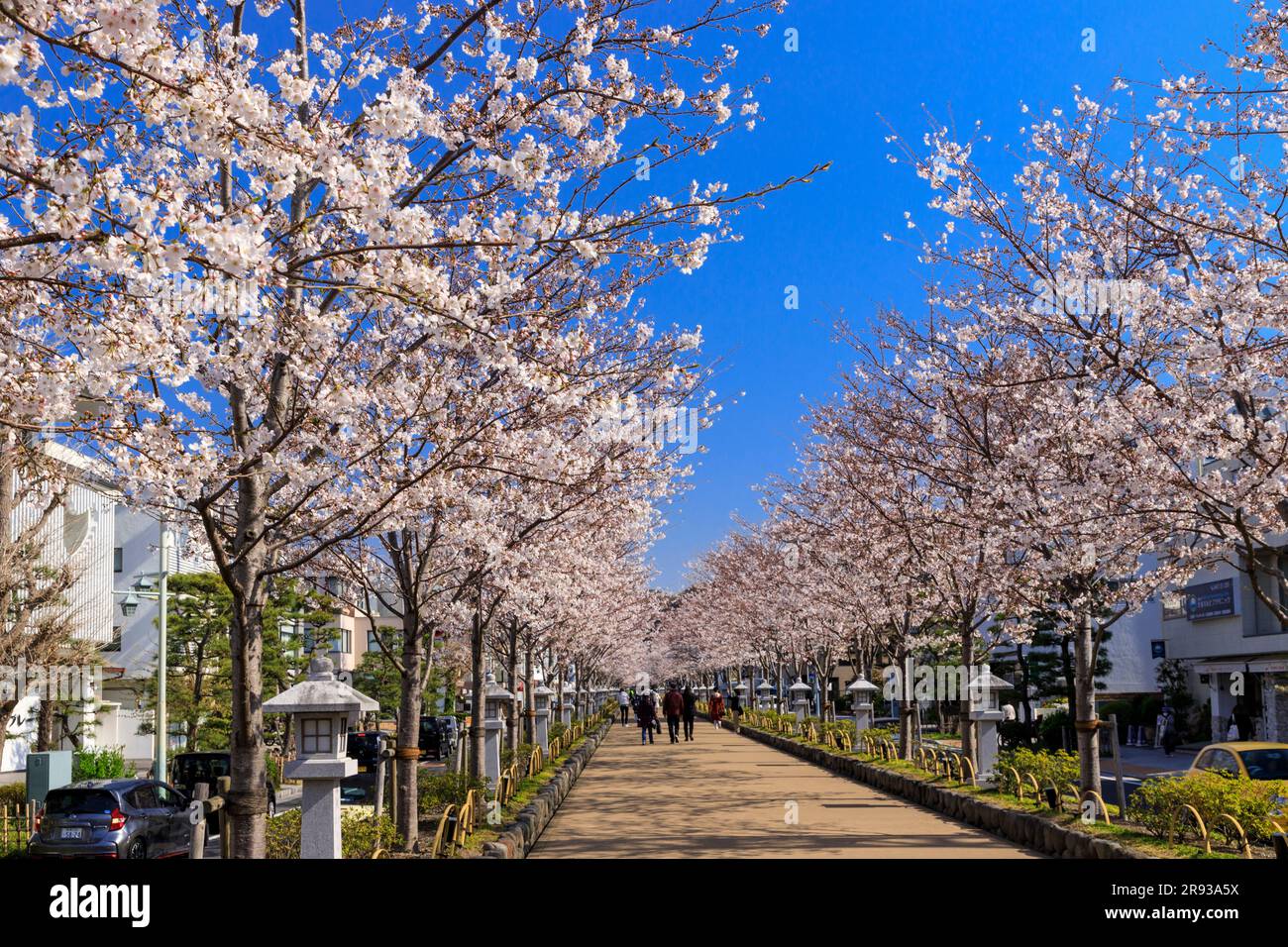 Wakamiya-oji Avenue and rows of cherry trees in spring Stock Photo - Alamy