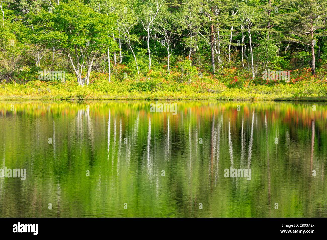 Renge azalea in Ichinuma in early summer Stock Photo - Alamy