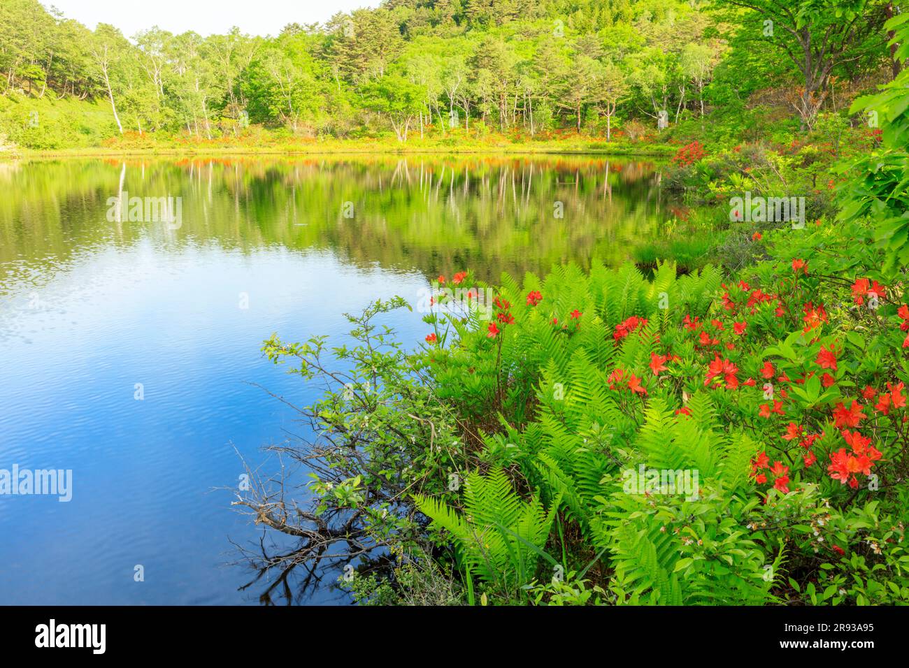 Renge azalea in Ichinuma in early summer Stock Photo - Alamy