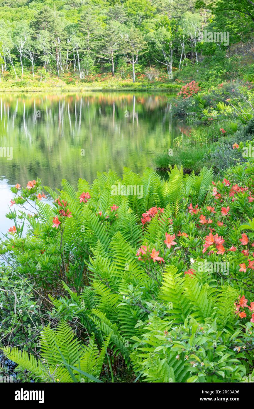 Renge azalea in Ichinuma in early summer Stock Photo - Alamy