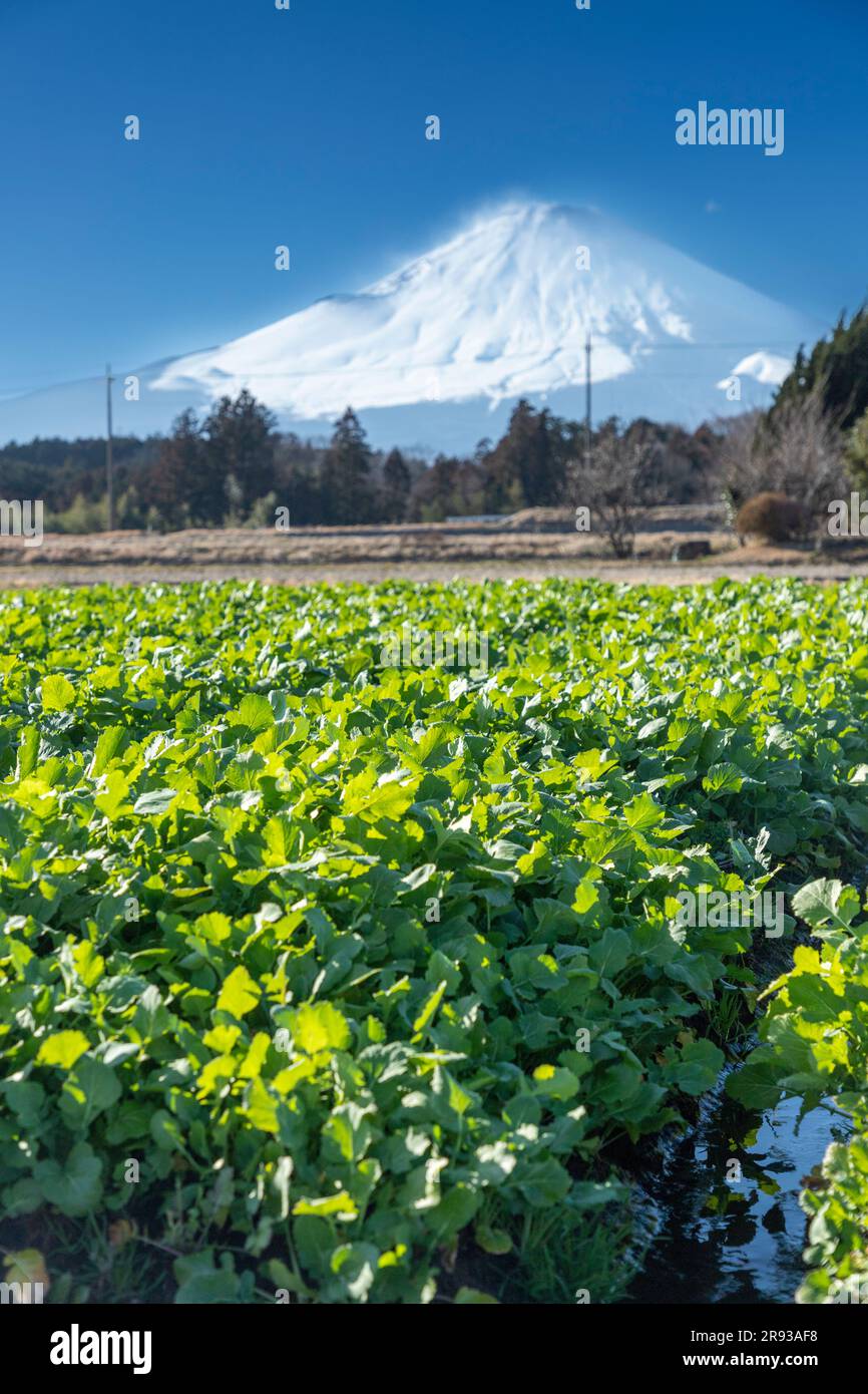 Mizuna hi-res stock photography and images - Alamy