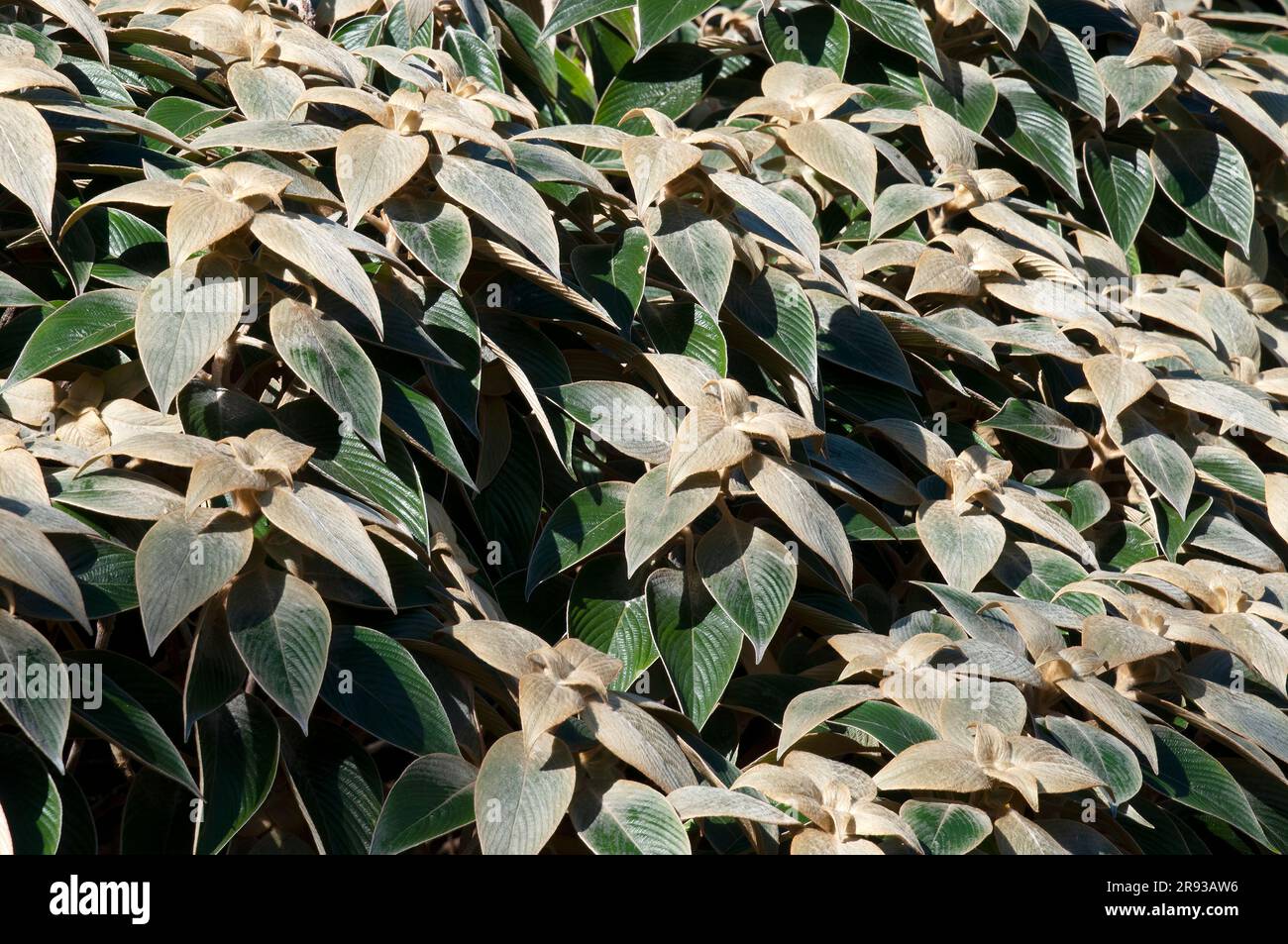 Phlebophyllum lanatum hi-res stock photography and images - Alamy