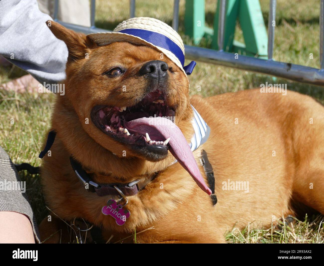 Petaluma, USA. 23rd June, 2023. A dog wears a straw hat during the ...
