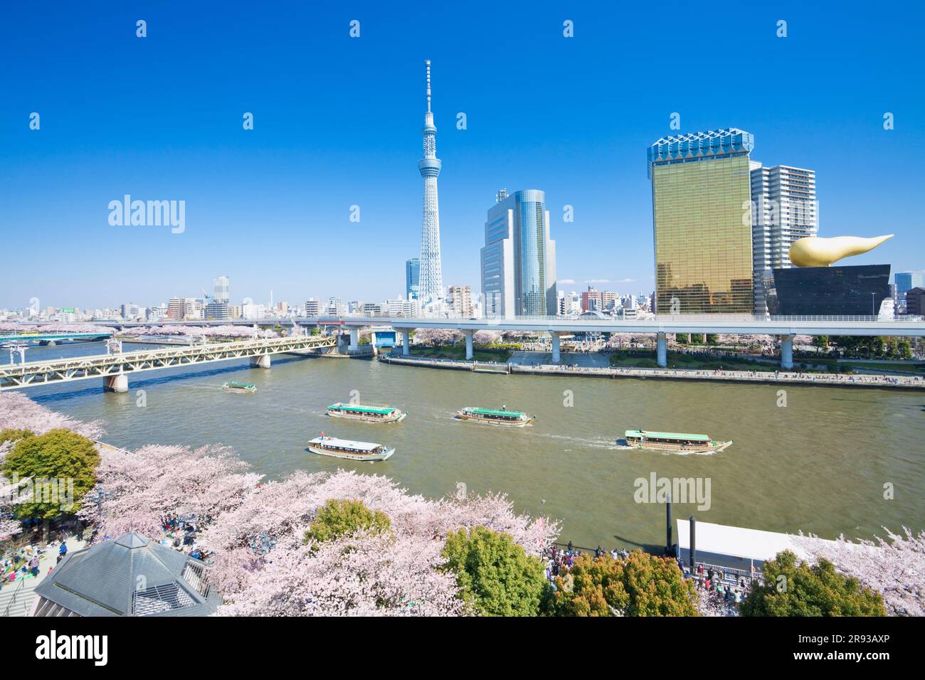 Sumida Park and Tokyo Sky Tree in cherry blossoms Stock Photo - Alamy