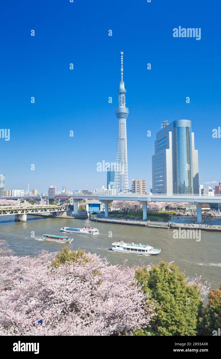 Sumida Park and Tokyo Sky Tree in cherry blossoms Stock Photo - Alamy