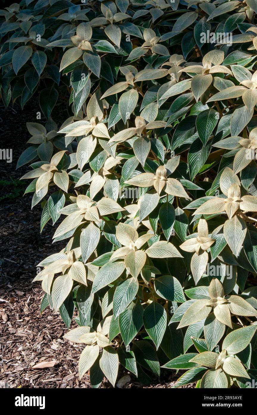 Pewter texture hi-res stock photography and images - Alamy