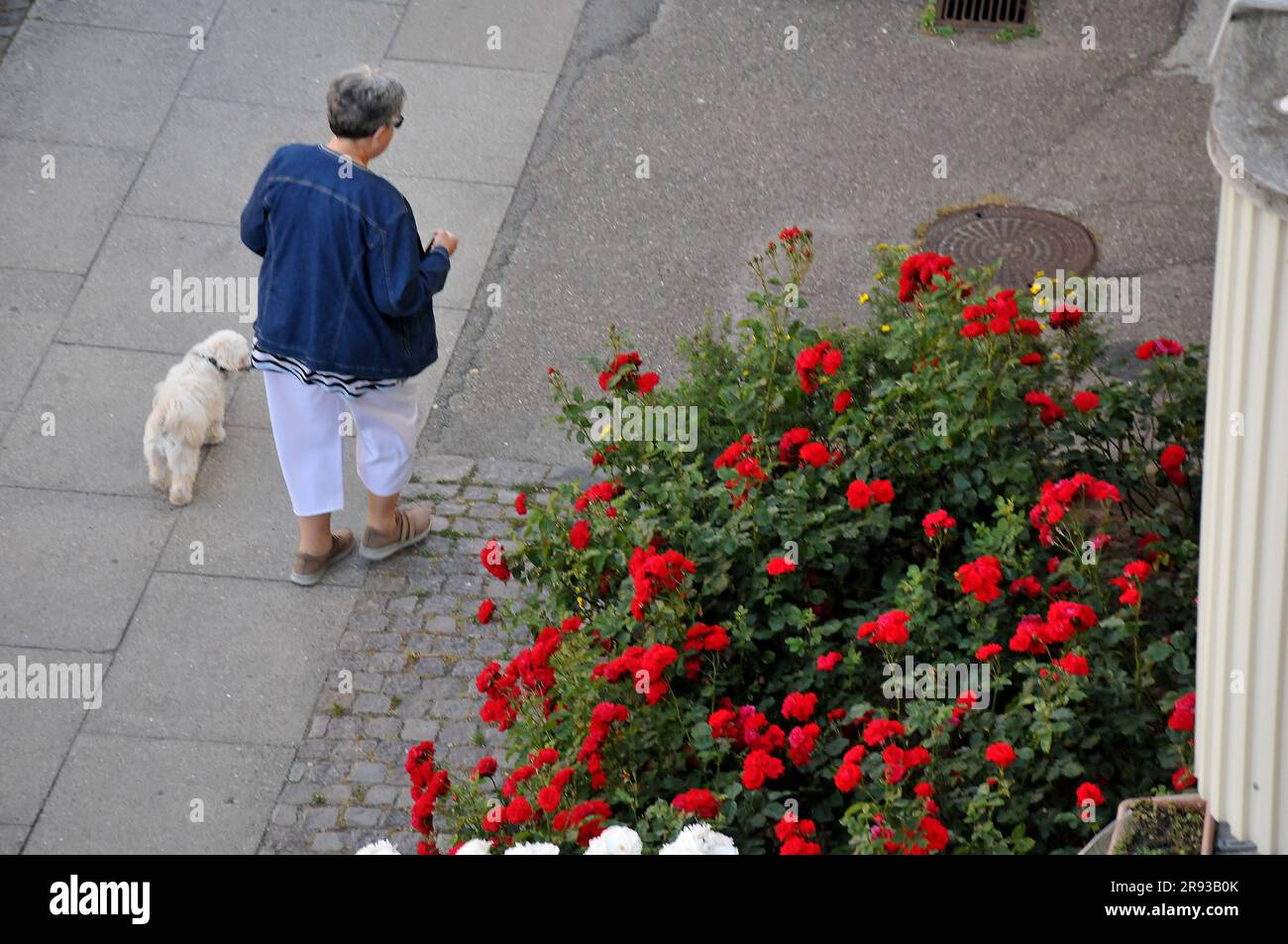24 June 2023/ Senior citizen person walk pets in Kastrup danish capital ...