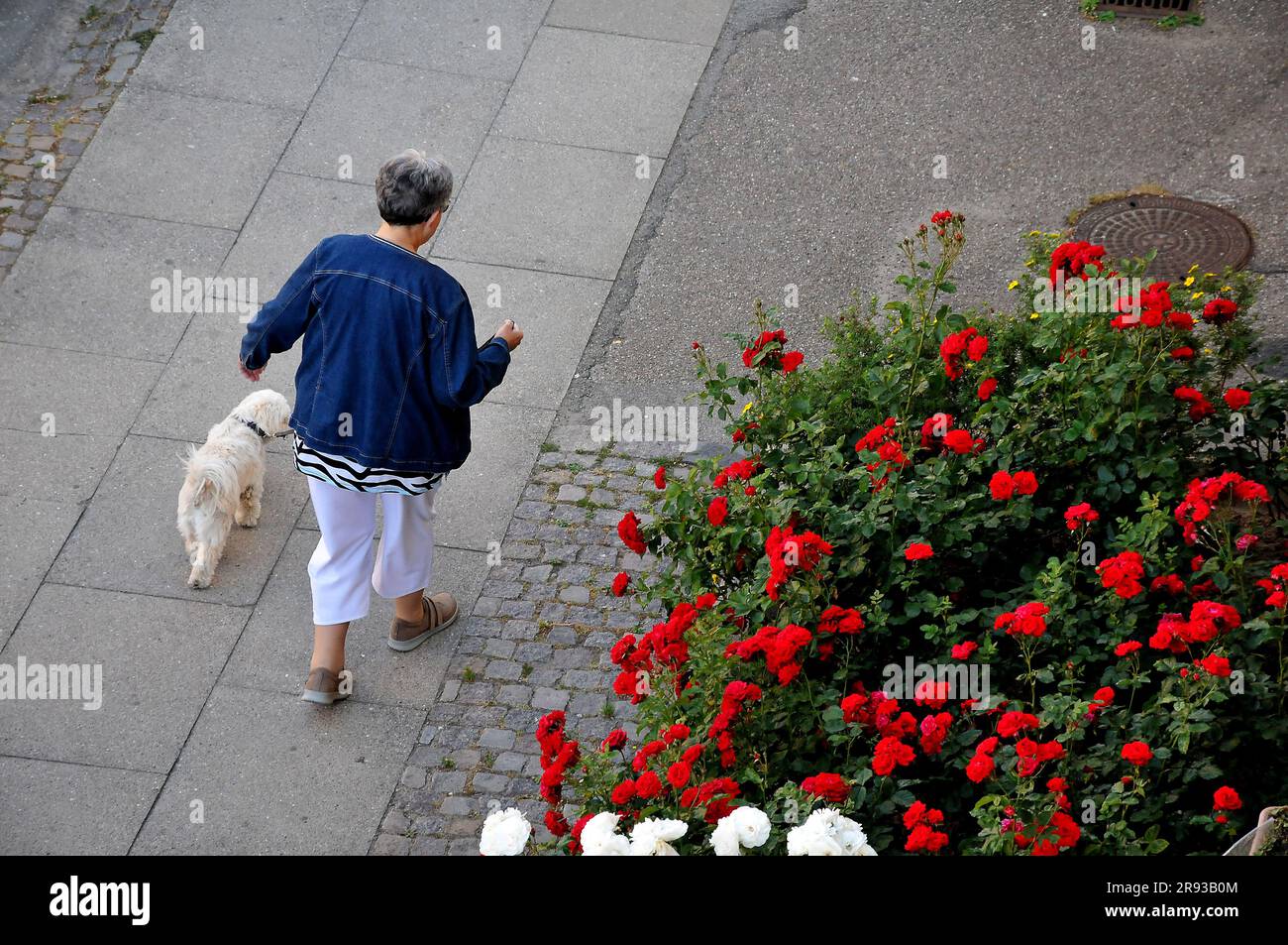 24 June 2023/ Senior citizen person walk pets in Kastrup danish capital ...