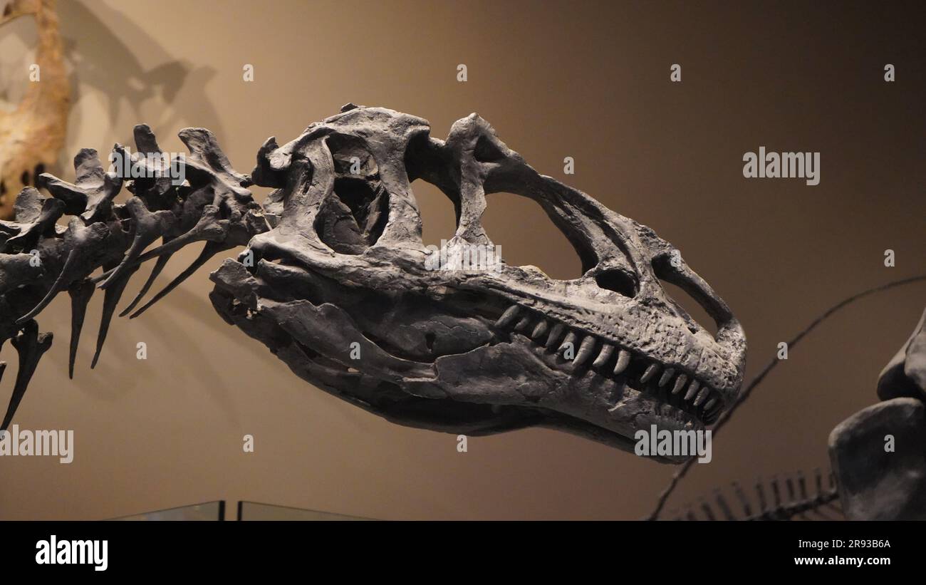 Pre historic fossils hi-res stock photography and images - Alamy