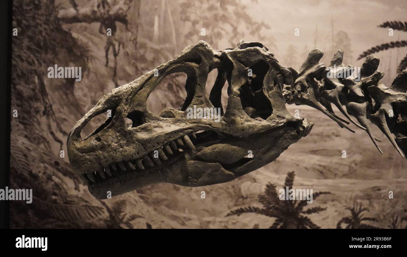 Ancient fossils hi-res stock photography and images - Alamy