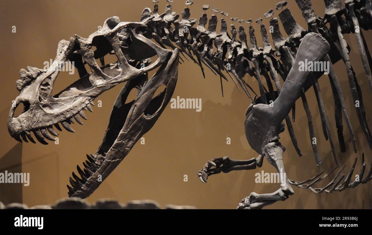 Pre historic fossils hi-res stock photography and images - Alamy