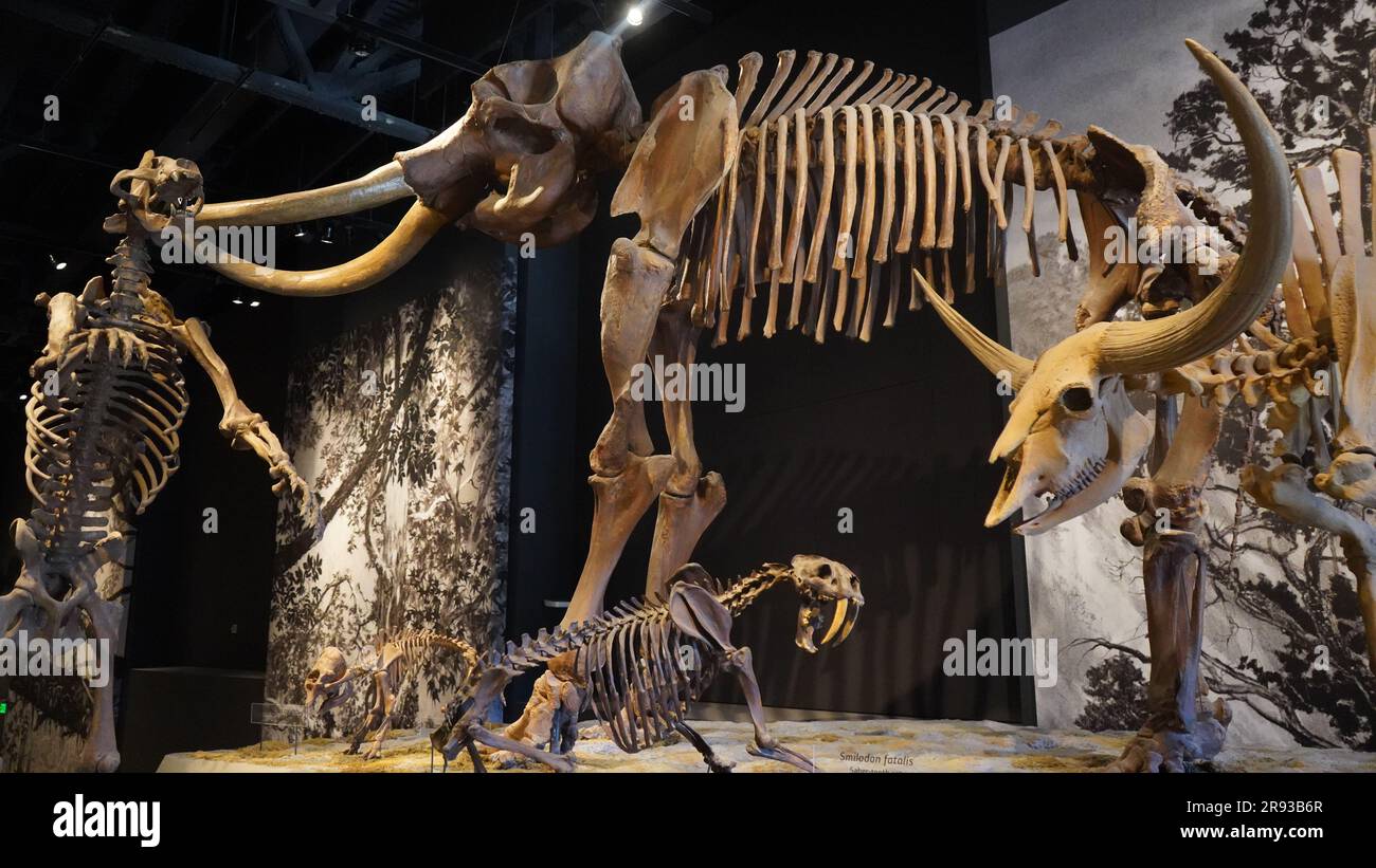 Pre historic fossils hi-res stock photography and images - Alamy