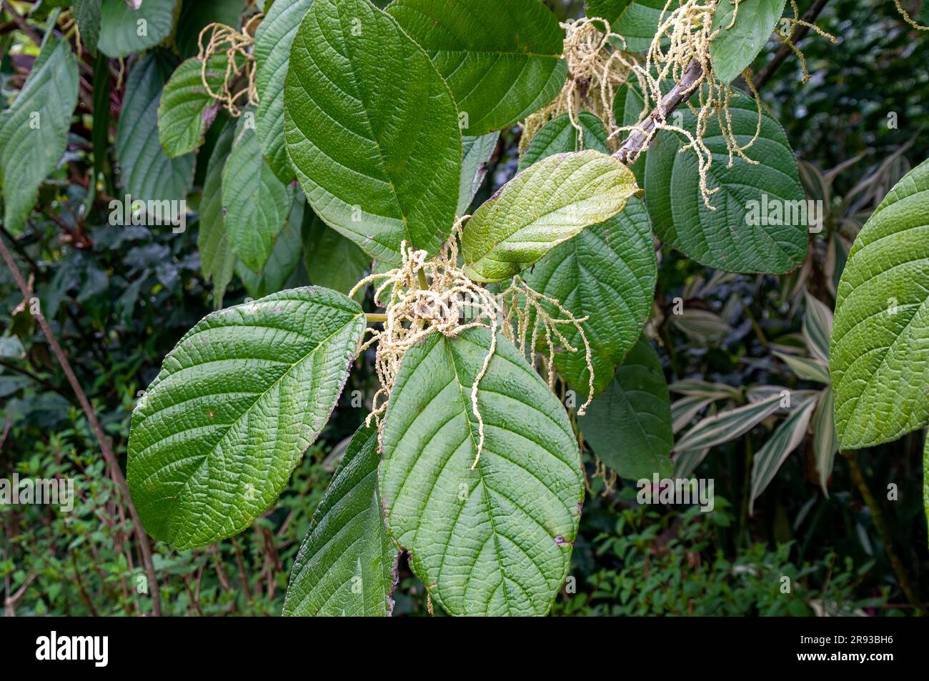 Sydney Australia, myriocarpa longipes with flowers on long pendulous ...