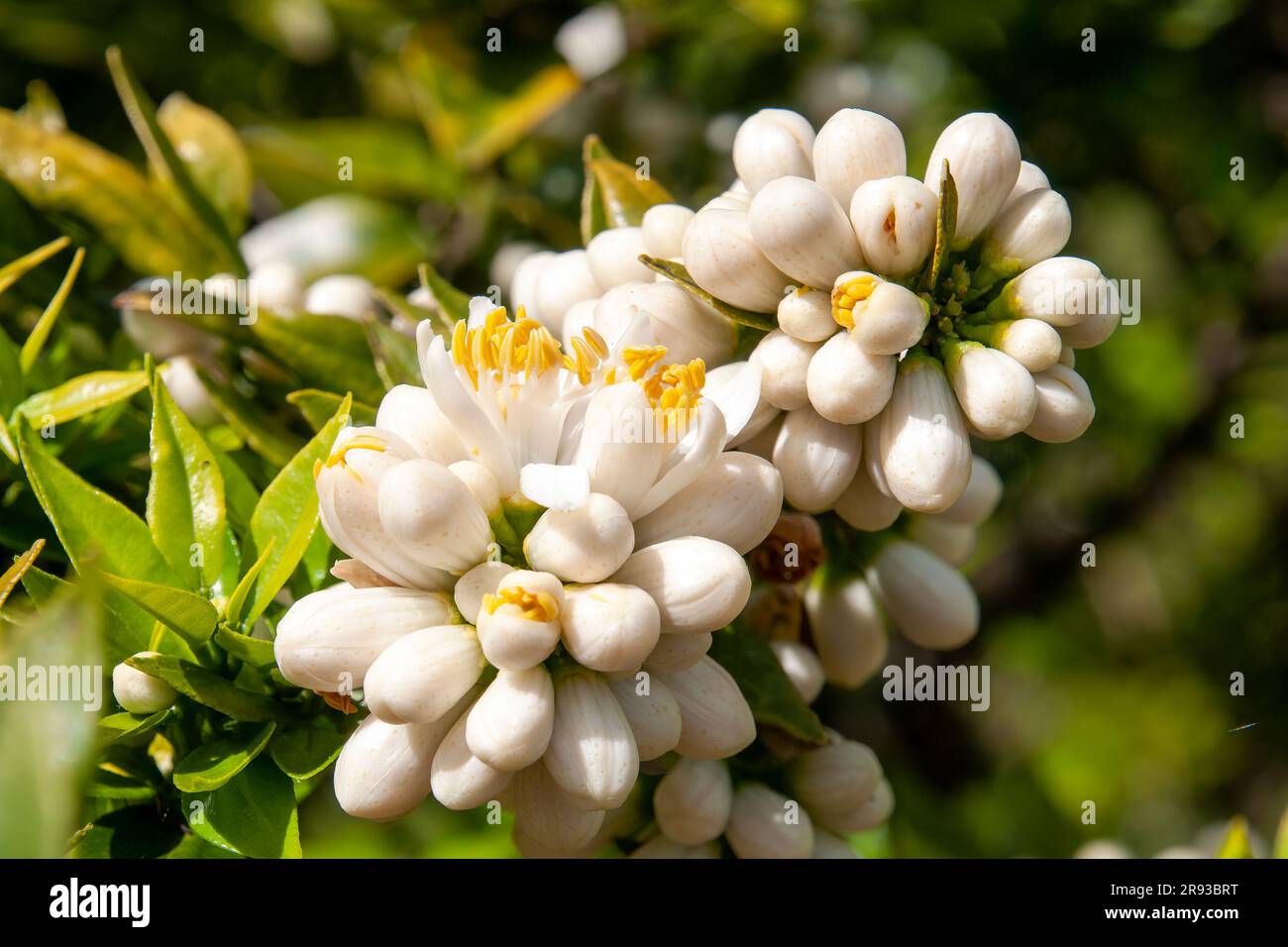 Sydney Australia, cluster of buds opening of a citrus x aurantium tree ...