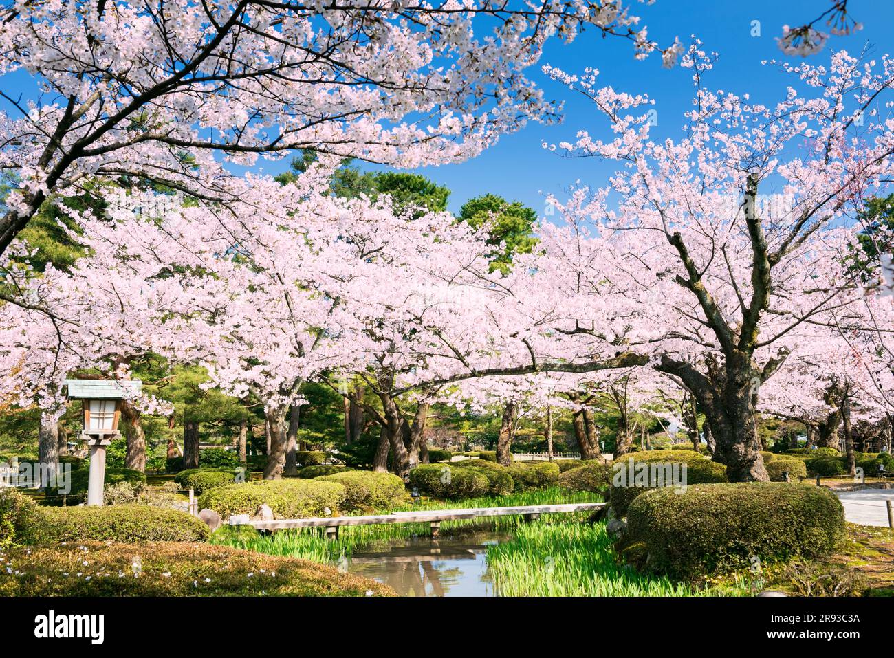 Kenrokuen Garden of cherry blossoms Stock Photo - Alamy
