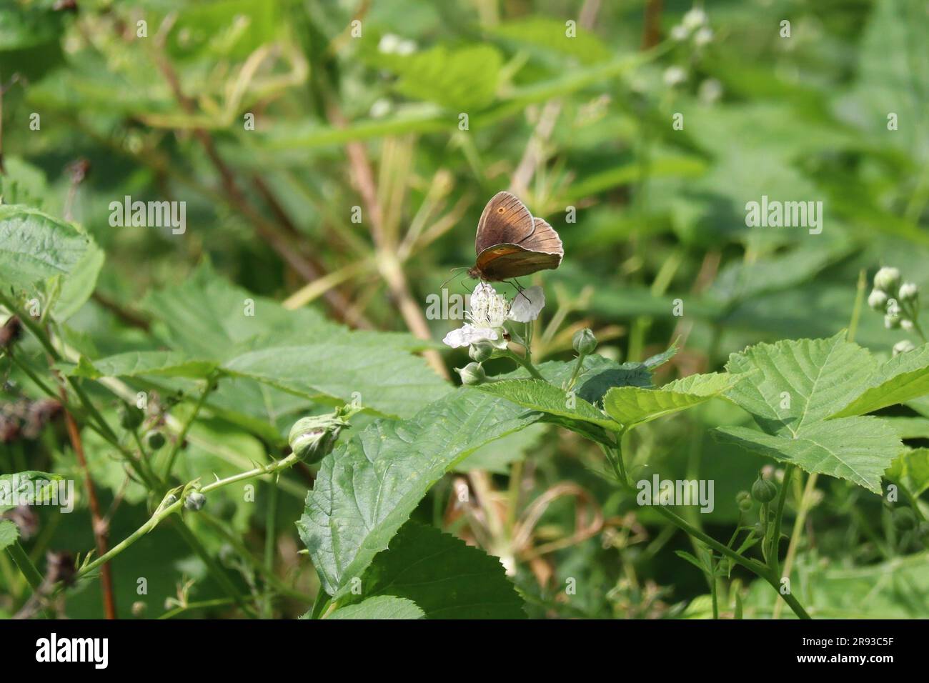 Butterfly bent over on flowering Bramble Stock Photo - Alamy