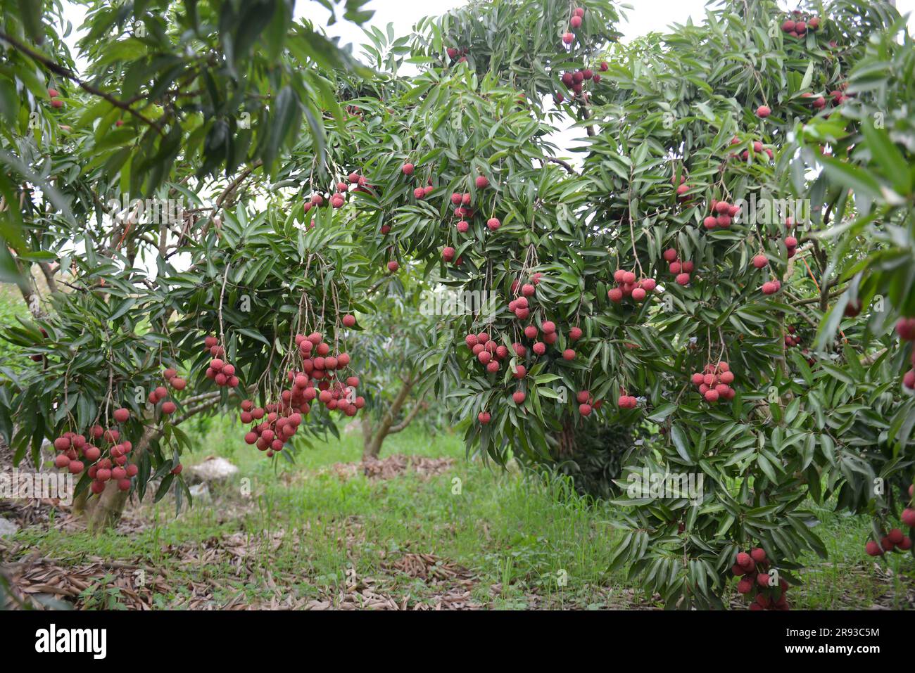 Litchi trees and lychee harvest season in Bac Giang province, Vietnam ...