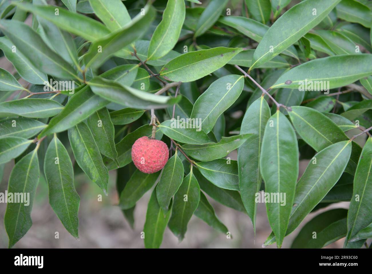 Litchi trees and lychee harvest season in Bac Giang province, Vietnam ...