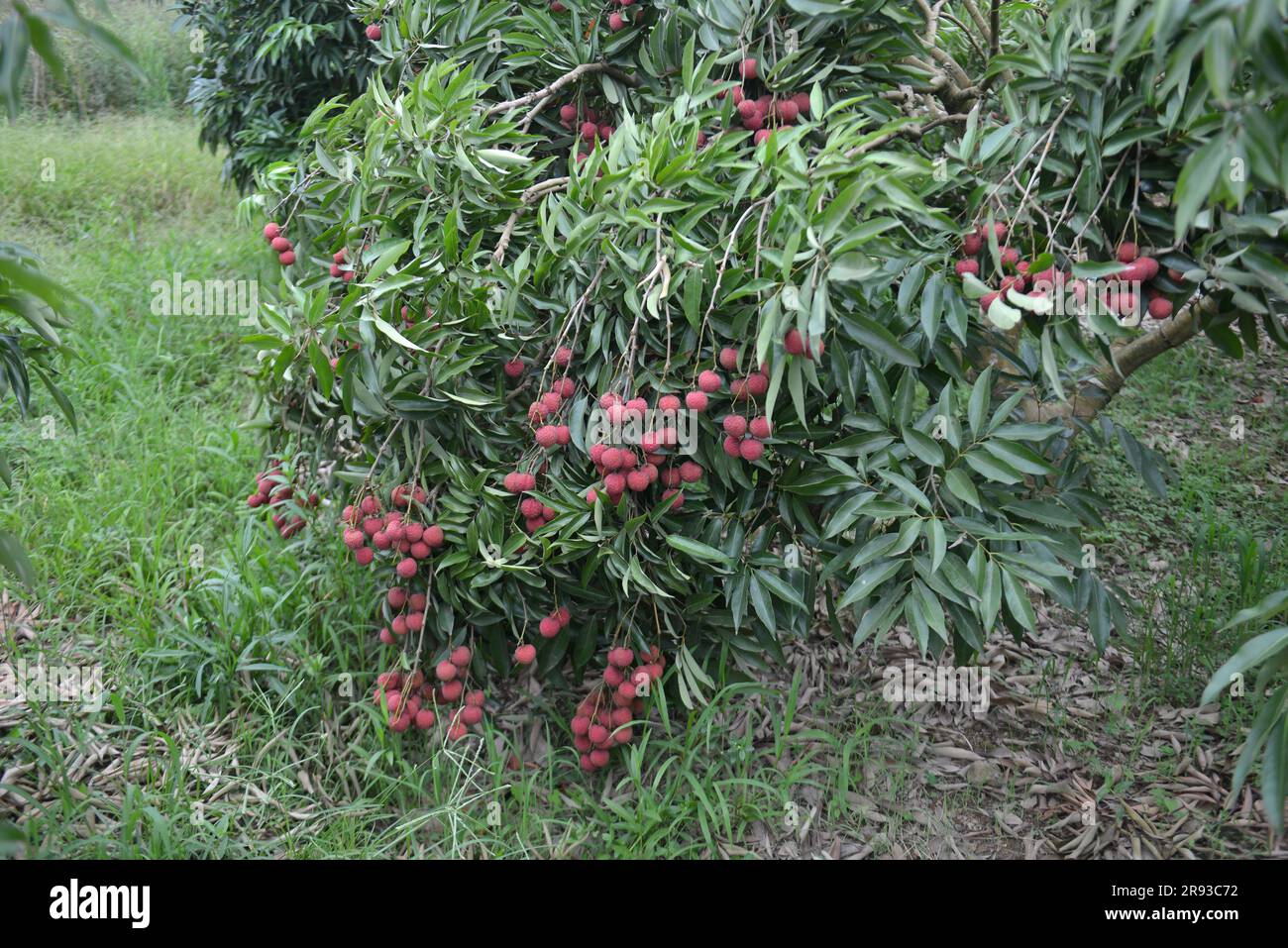Lychee fruits litchi chinensis trees hi-res stock photography and ...