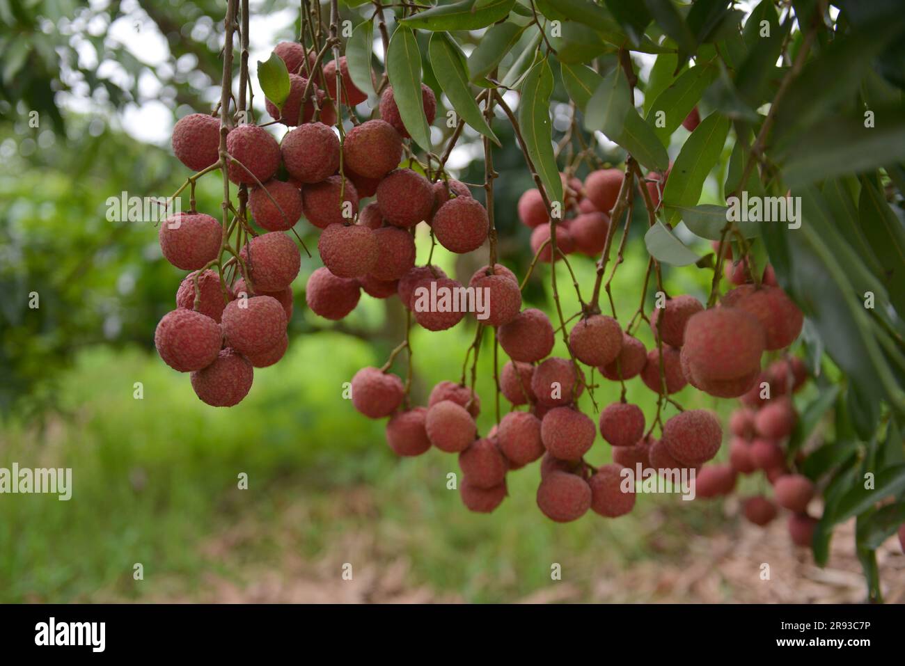 Lychee fruits litchi chinensis trees hi-res stock photography and ...