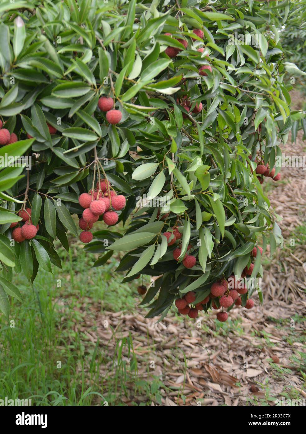 Lychee fruits litchi chinensis trees hi-res stock photography and ...