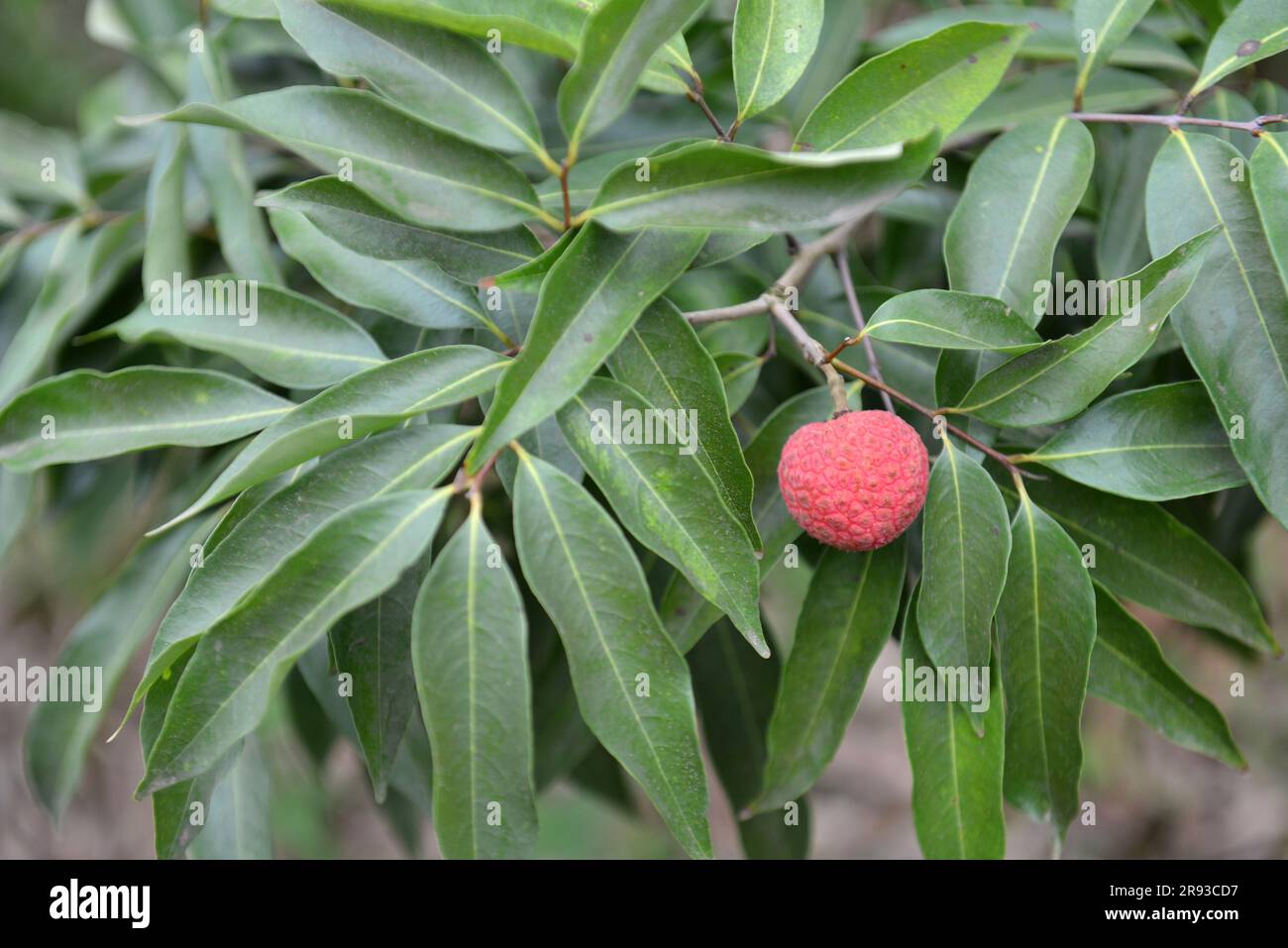 Lychee Tree Leaves