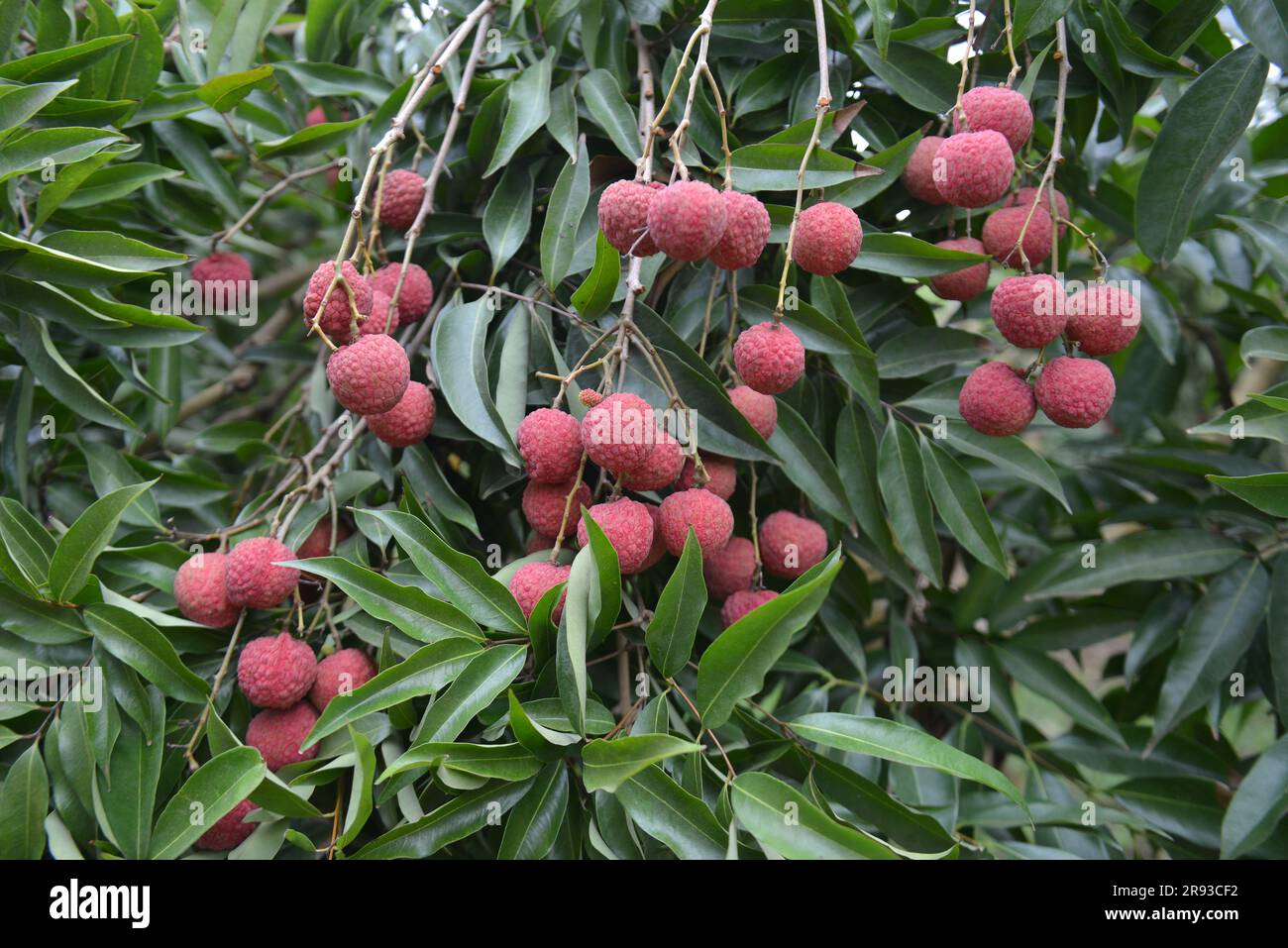Lychee fruits litchi chinensis trees hi-res stock photography and ...