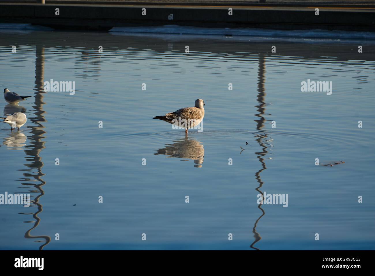 Birds in dock hi-res stock photography and images - Alamy