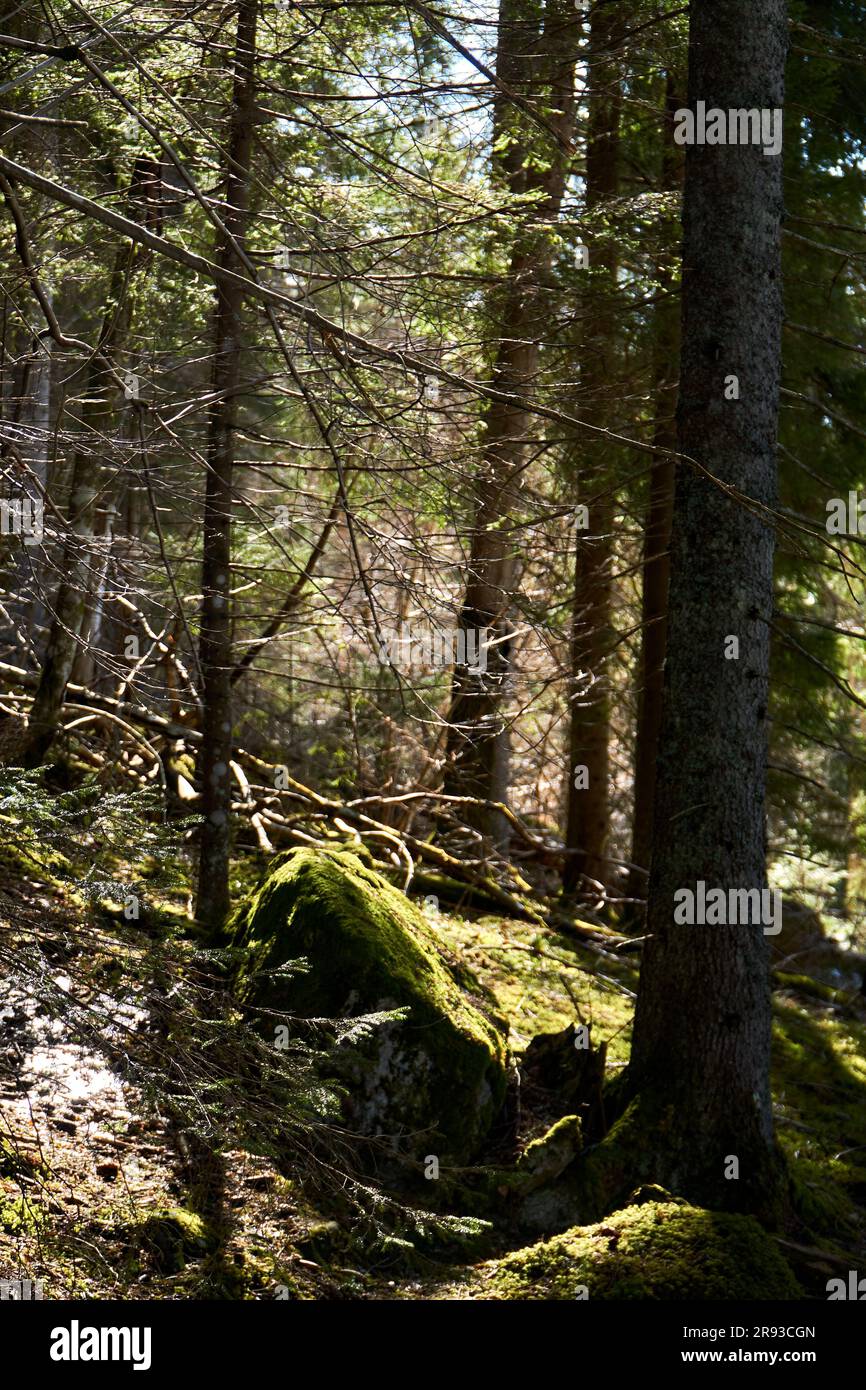 A lush, green landscape populated with tall trees and moss-covered ...