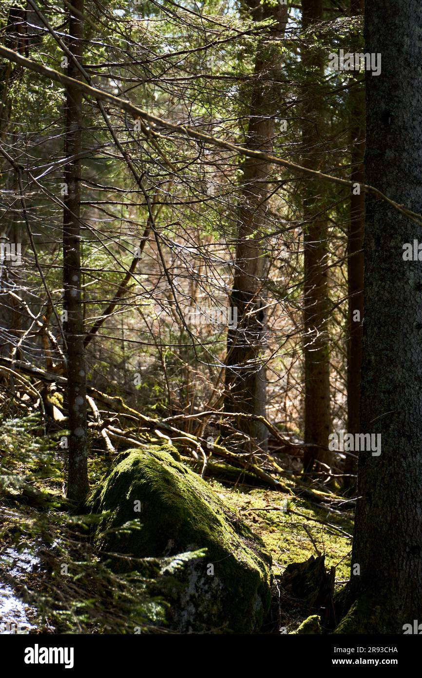 A beautiful scene of a lush green forest with a soft, mossy floor Stock ...