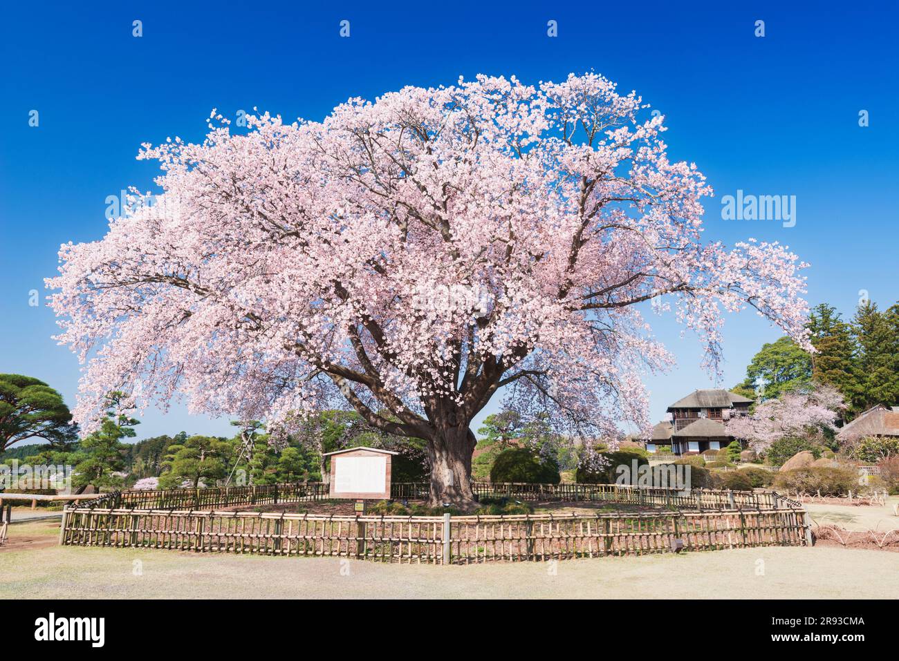 The cherry tree of Sakon of Kairakuen Stock Photo - Alamy