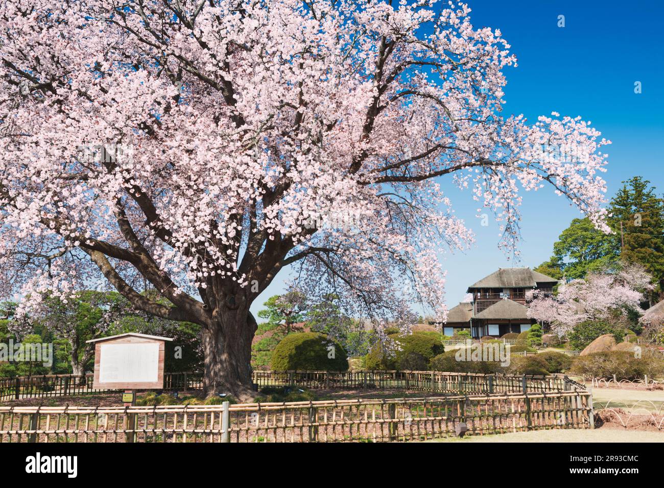 The cherry tree of Sakon of Kairakuen Stock Photo - Alamy
