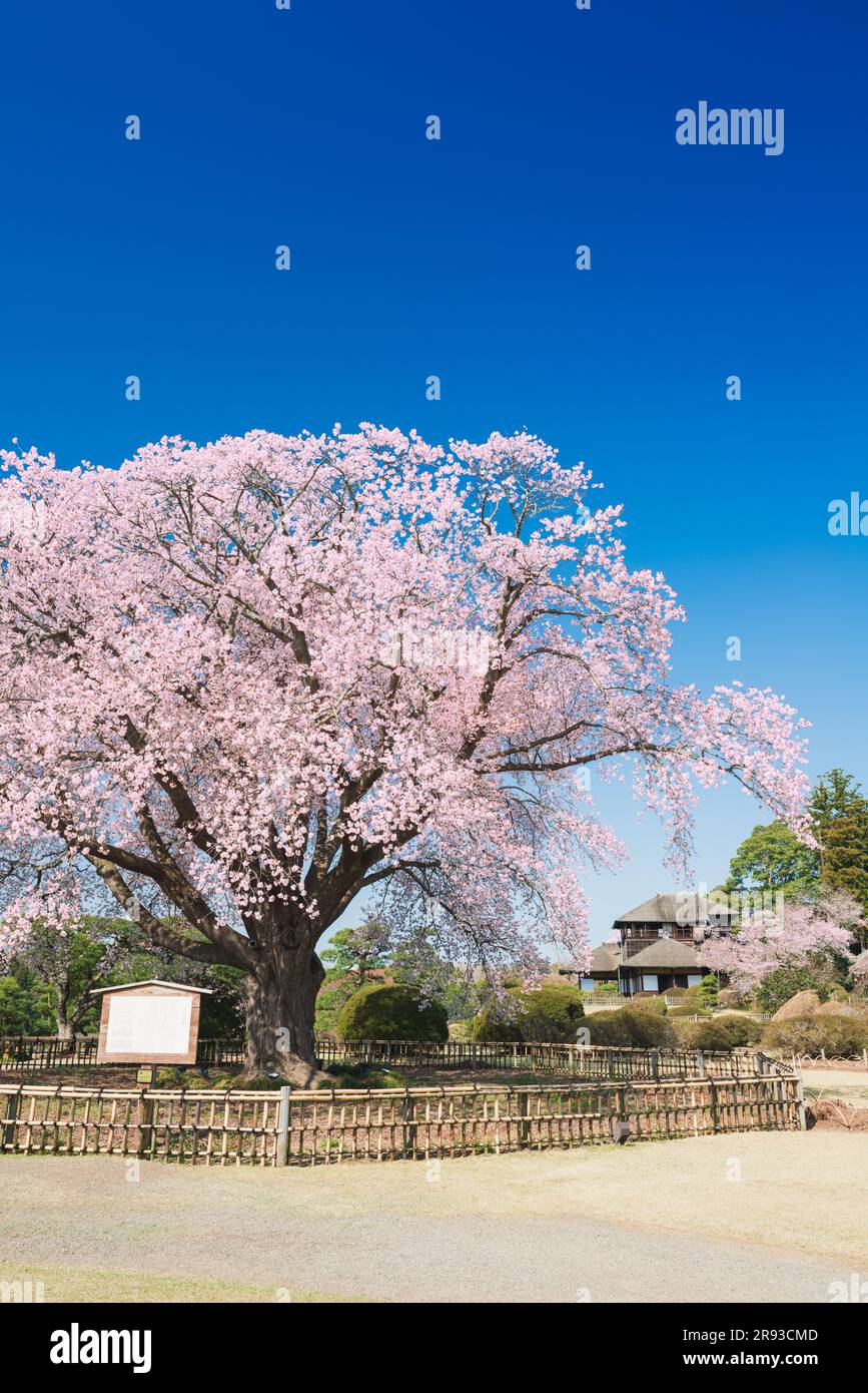 The cherry tree of Sakon of Kairakuen Stock Photo - Alamy