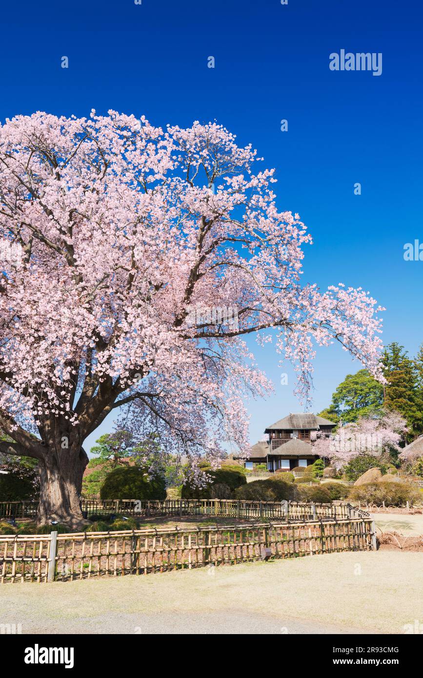 The cherry tree of Sakon of Kairakuen Stock Photo - Alamy