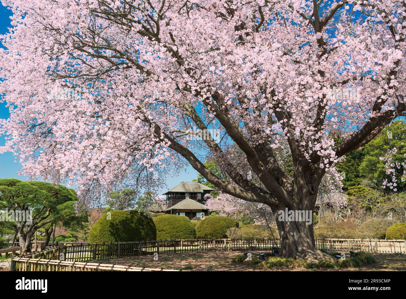 The cherry tree of Sakon of Kairakuen Stock Photo - Alamy