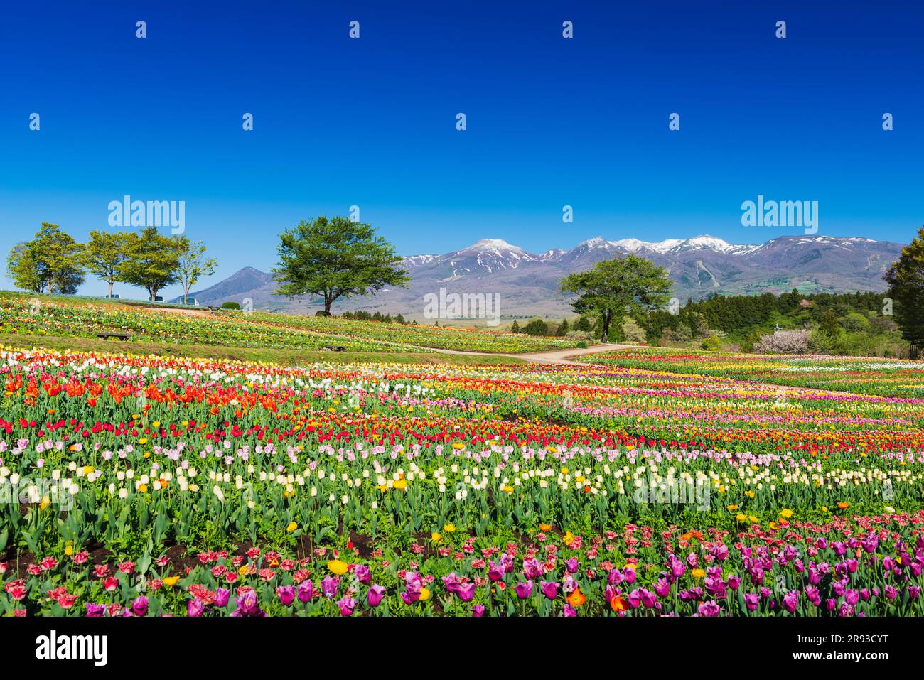 Nasu flower world hi-res stock photography and images - Alamy