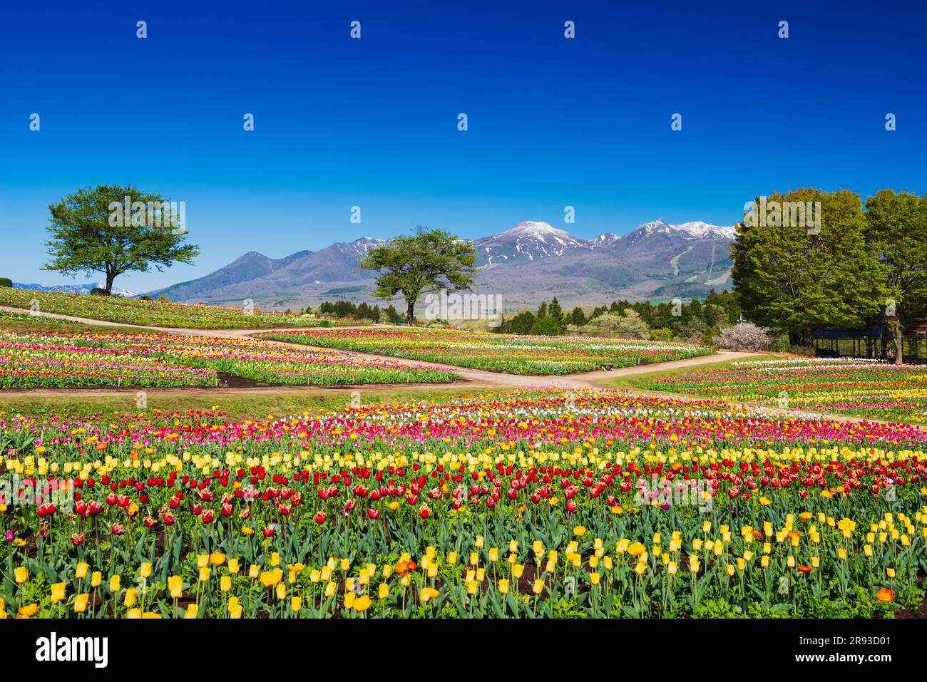 World famous tulip garden hi-res stock photography and images - Alamy