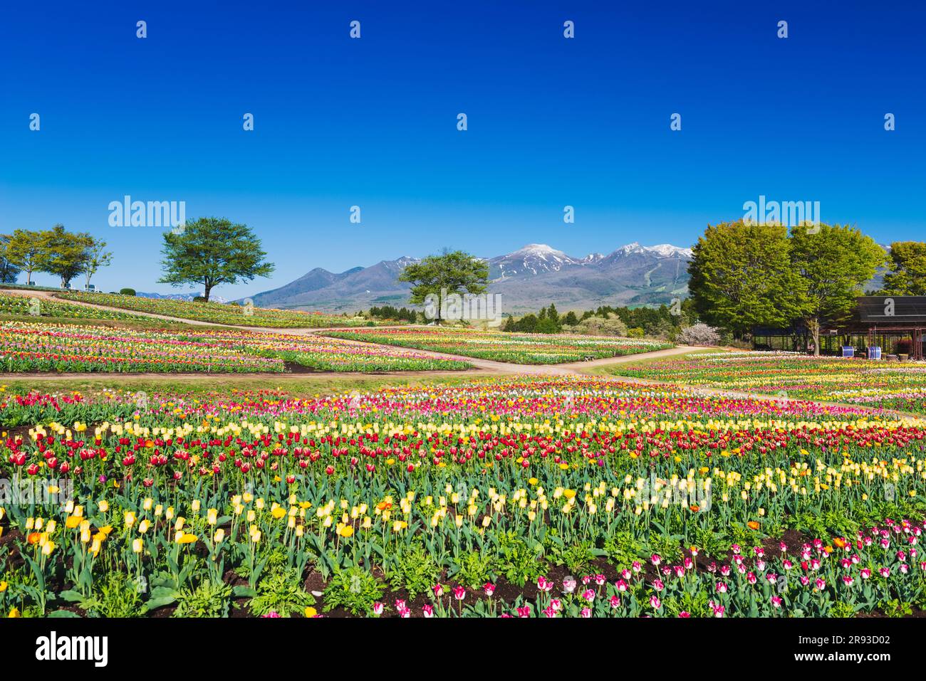 Nasu flower world hi-res stock photography and images - Alamy