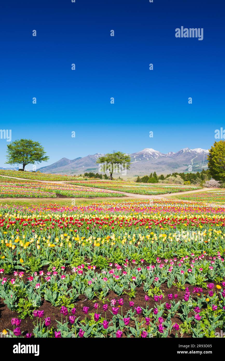 Nasu flower world hi-res stock photography and images - Alamy