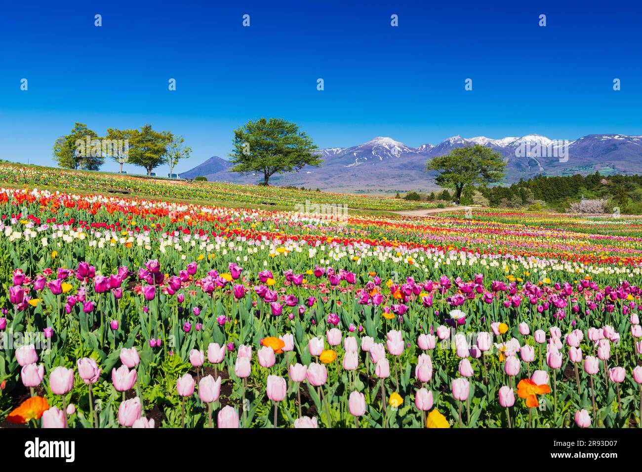 Nasu flower world hi-res stock photography and images - Alamy