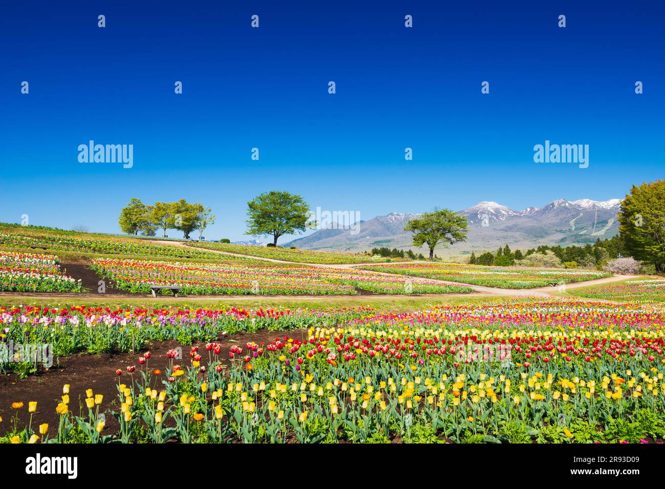 Nasu Flower World Stock Photo - Alamy