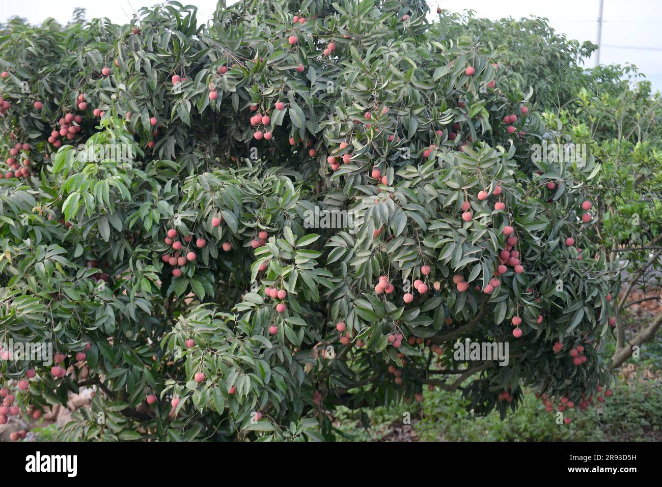 Litchi trees and lychee harvest season in Bac Giang province, Vietnam ...