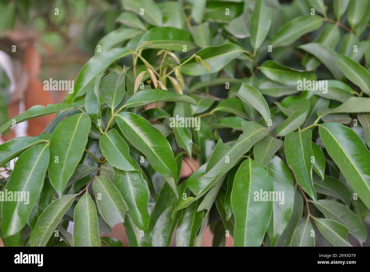 Lychee fruits litchi chinensis trees hi-res stock photography and ...