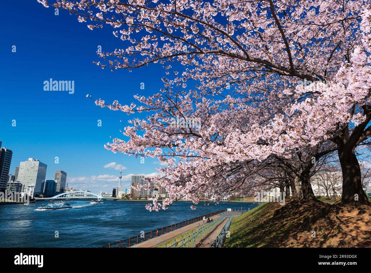 Cherry blossom cruise hi-res stock photography and images - Alamy