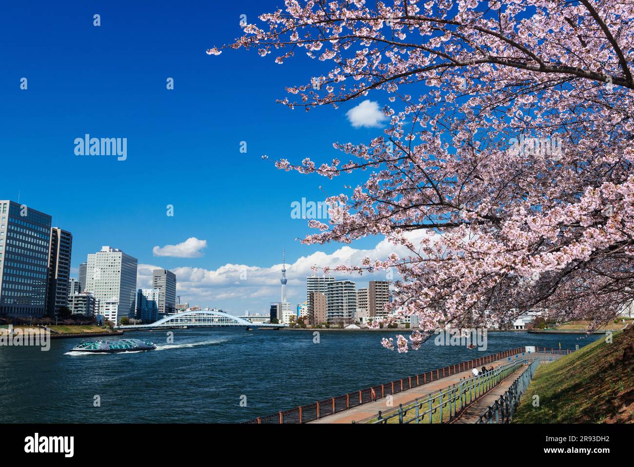 Tokyo sky tree and cherry tree Stock Photo - Alamy