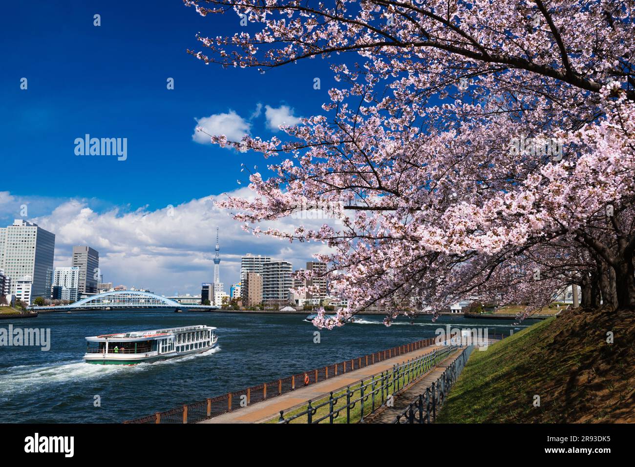 Tokyo sky tree and cherry tree Stock Photo - Alamy