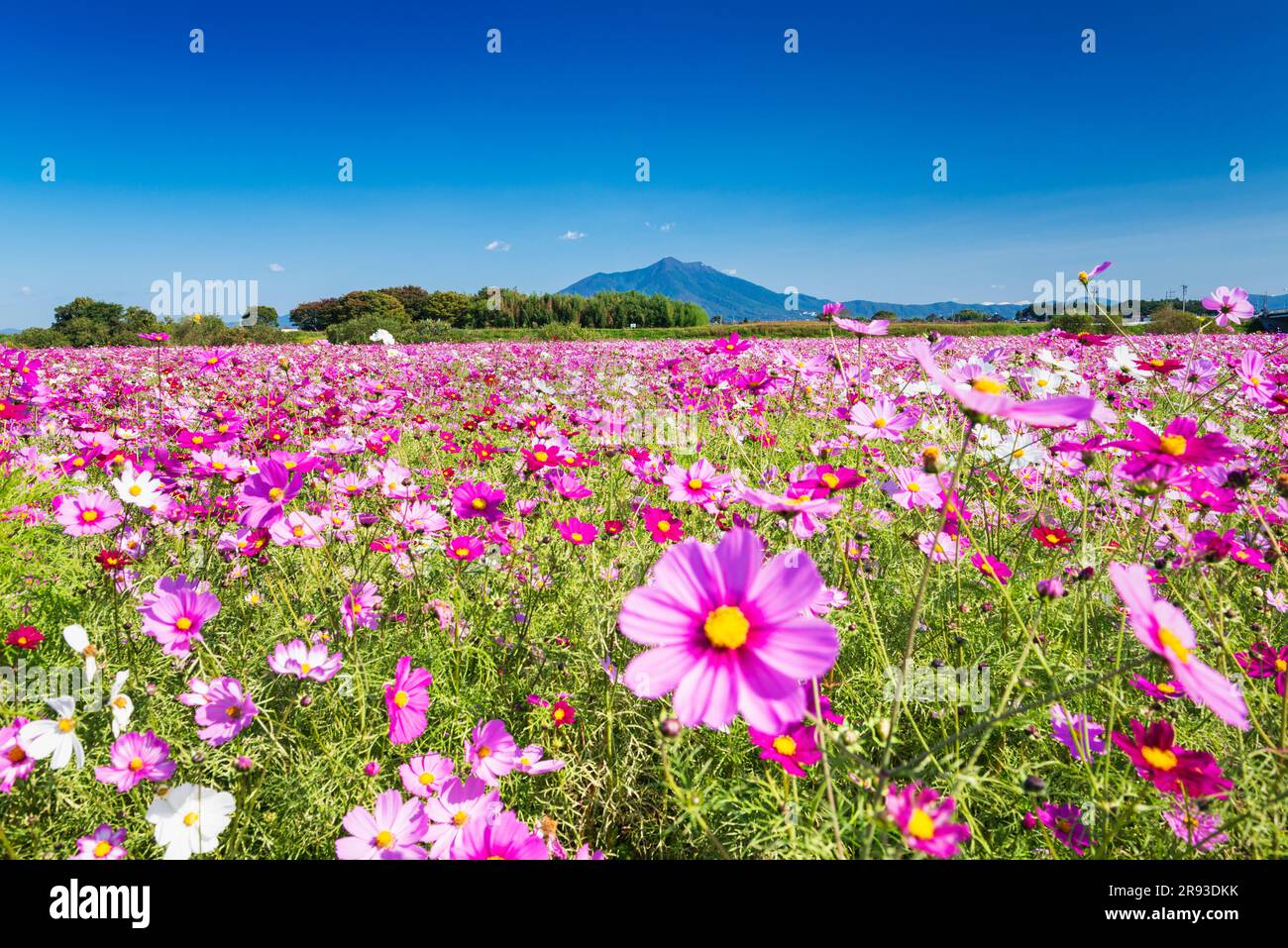 Cosmos in Kogai River Fureai Park Stock Photo - Alamy