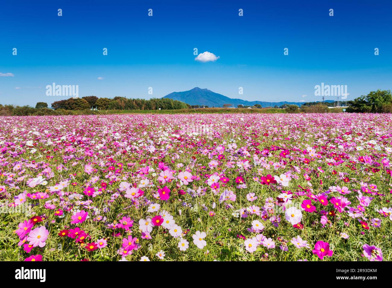 Cosmos in Kogai River Fureai Park Stock Photo - Alamy