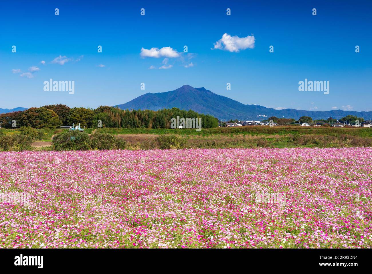 Cosmos in Kogai River Fureai Park Stock Photo - Alamy